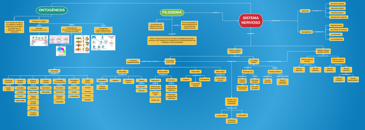 Mapa conceptual de la ontogénesis y filogénesis del SN - SISTEMA ...