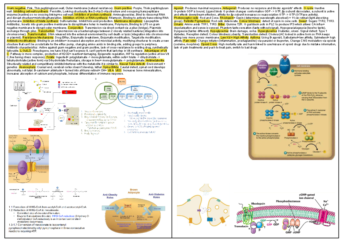 106 sheet final - Summary Biology for Biomedical Science: Cellular ...