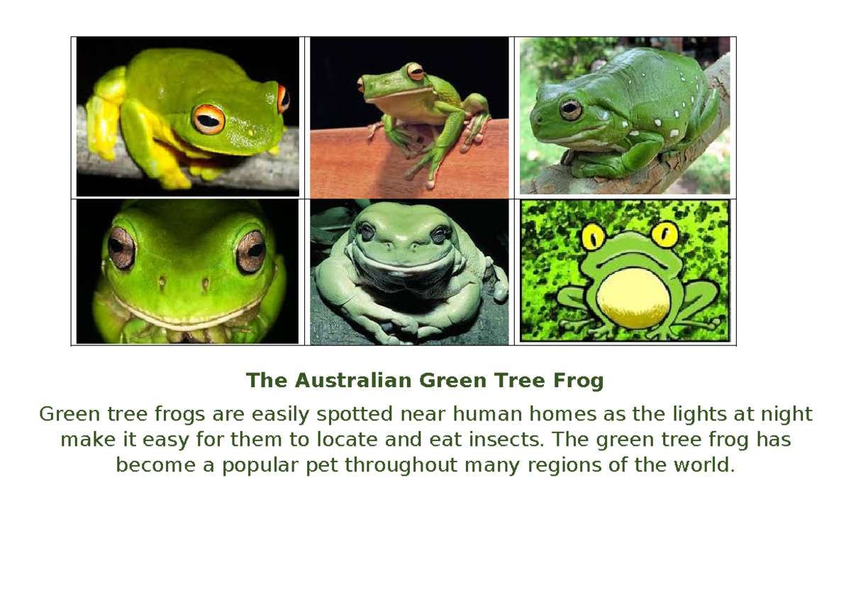 Australian animal facts - The Australian Green Tree Frog Green tree ...