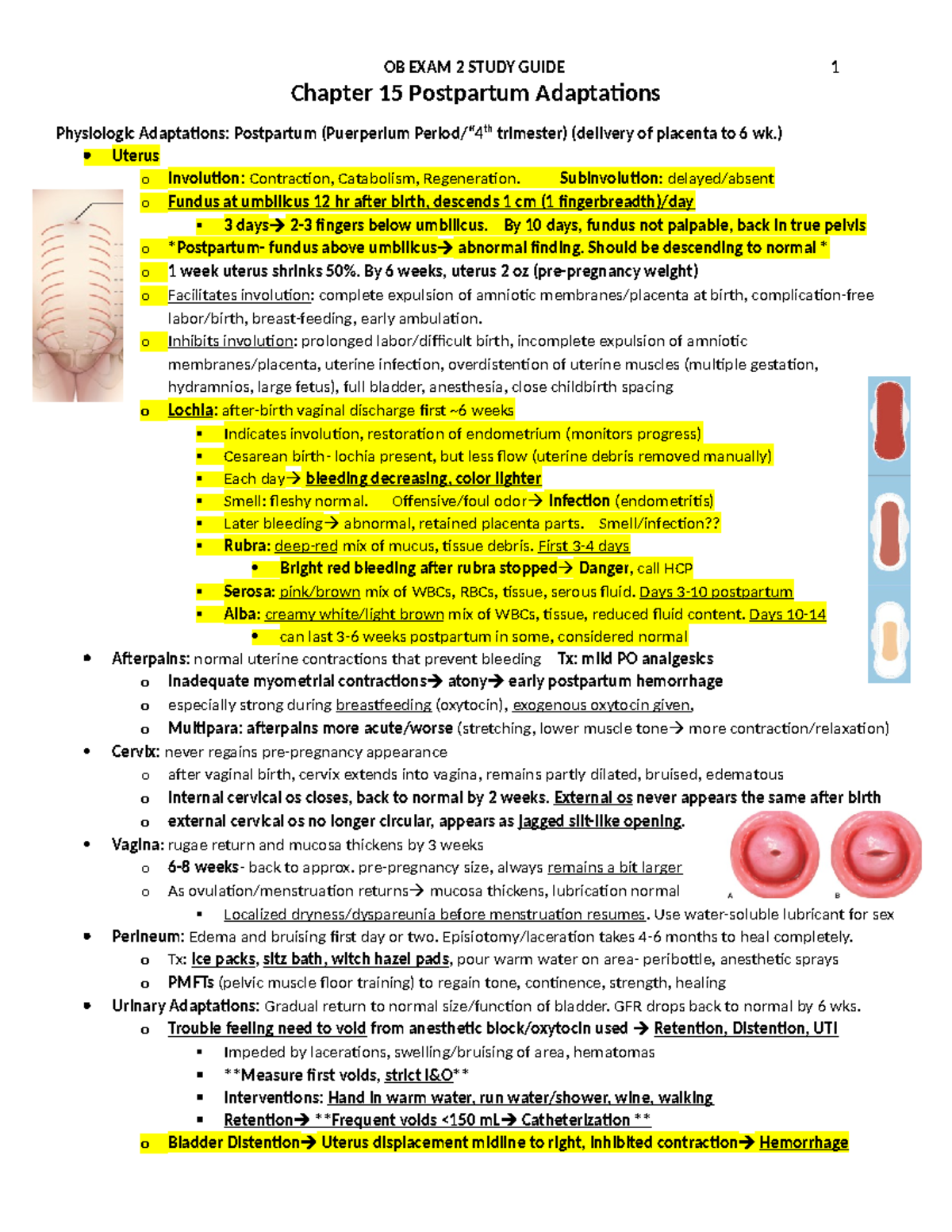 OB EXAM 2 Study Guide - Chapter 15 Postpartum Adaptations Physiologic ...
