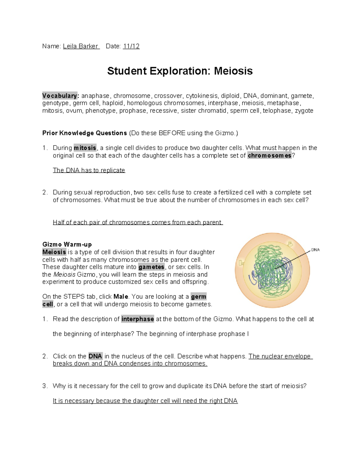Meiosis Gizmo A - Name: Leila Barker Date: 11/ Student Exploration ...