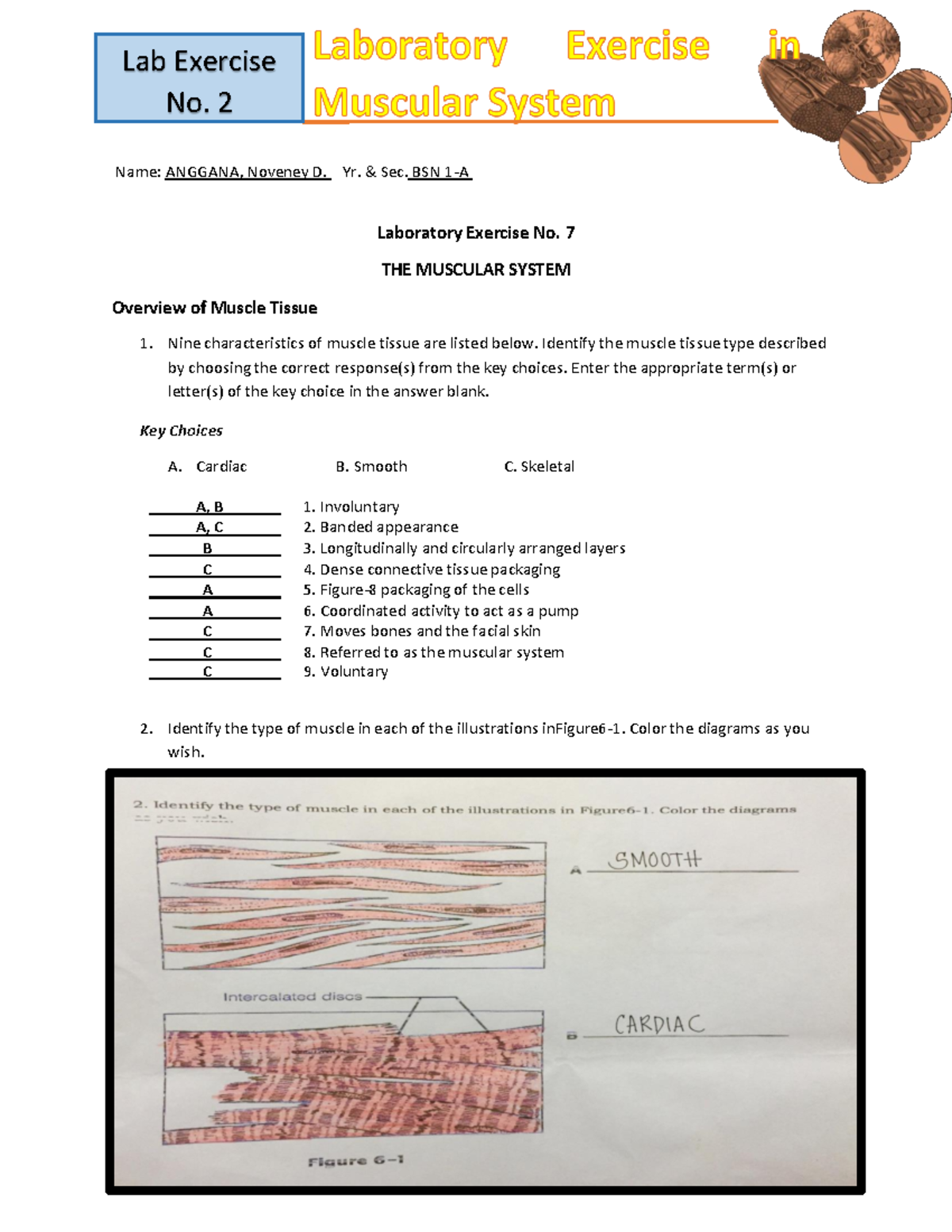 Anggana Noveney Module 5 Laboratory Activities - Overview of Muscle Tissue Laboratory Exercise ...
