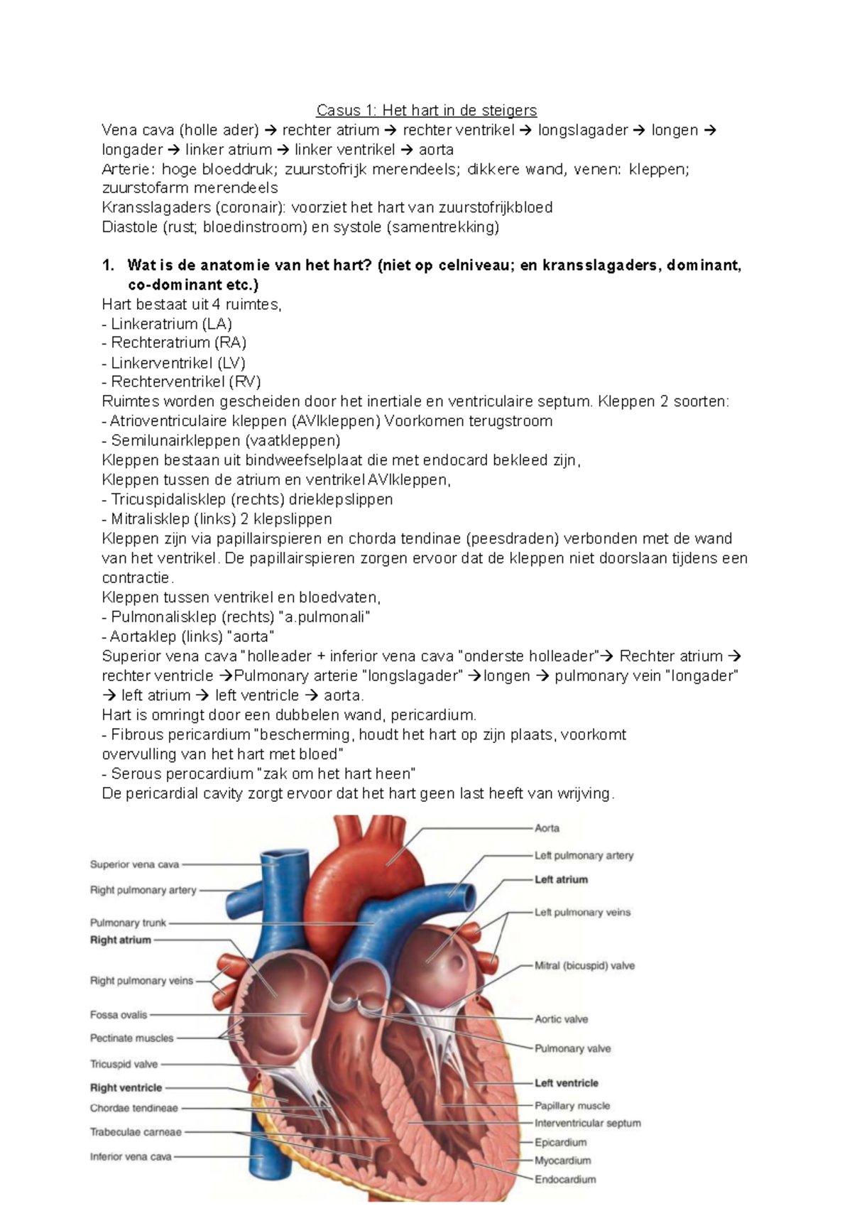 Casus 1 - Casus 1: Het hart in de steigers Vena cava (holle ader ...