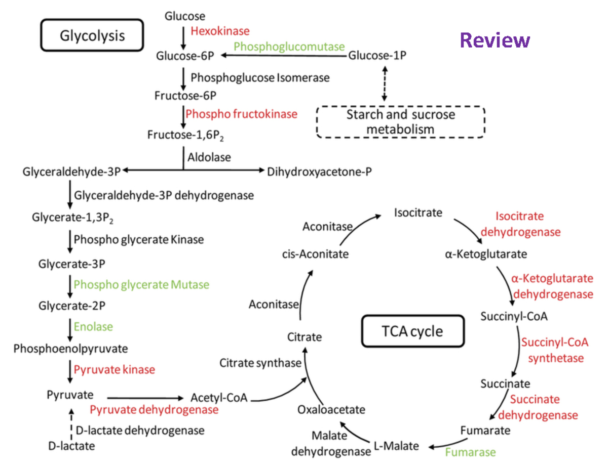 MBIO CHEM 2370 Lecture 3 2020 - Warning: TT: undefined function: 32 Warning: TT: undefined ...