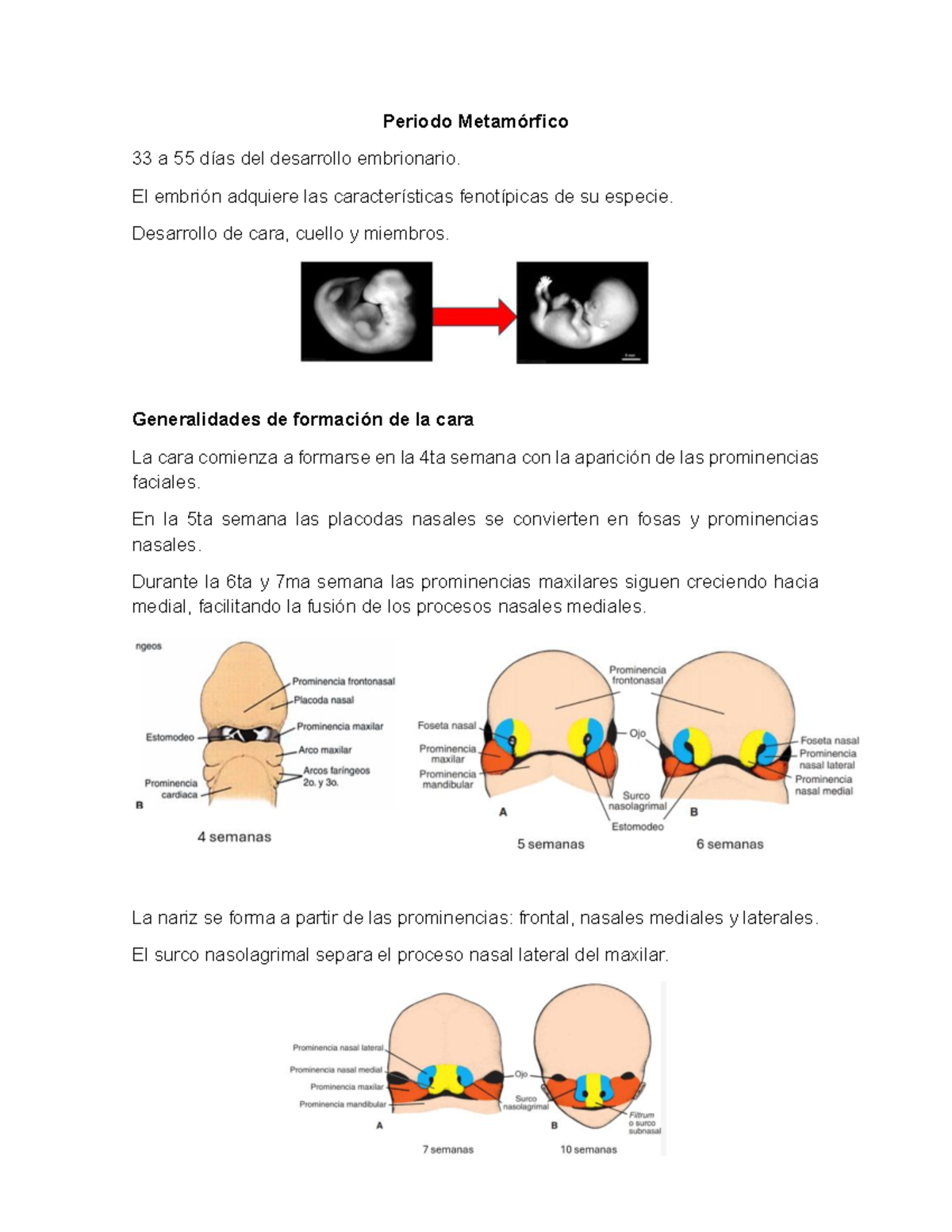 Embriolog Ã a 3 - periodo metamórfico - Periodo Metamórfico 33 a 55 ...