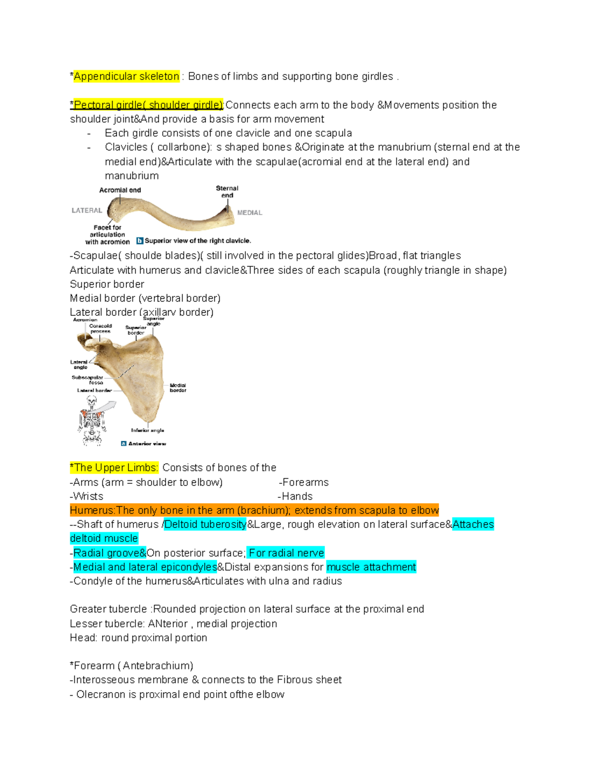 Chapter 8 the appenicular skeleton - *Appendicular skeleton : Bones of ...