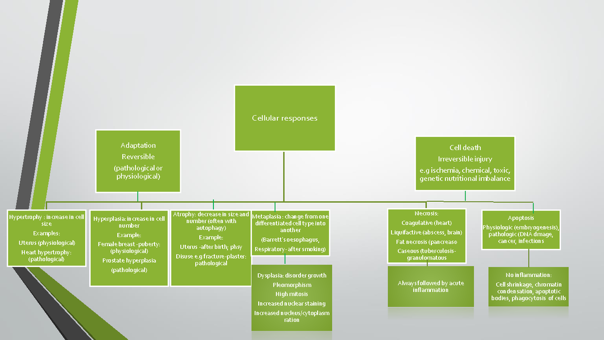 Mind map Cellular and Inflammation - Cellular responses Hypertrophy ...