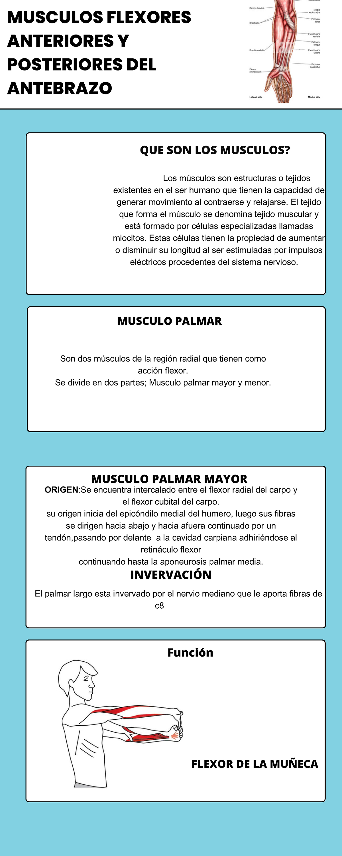 Infografia M Antebrazo - QUE SON LOS MUSCULOS? MUSCULOS FLEXORES ...
