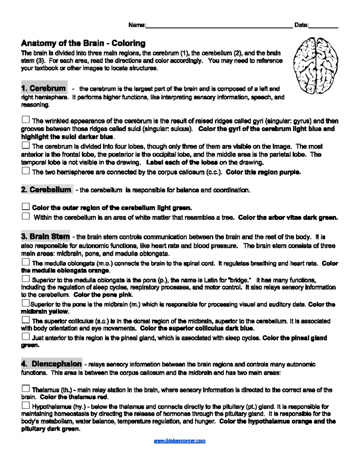 Brain - HELPFUL - Studocu