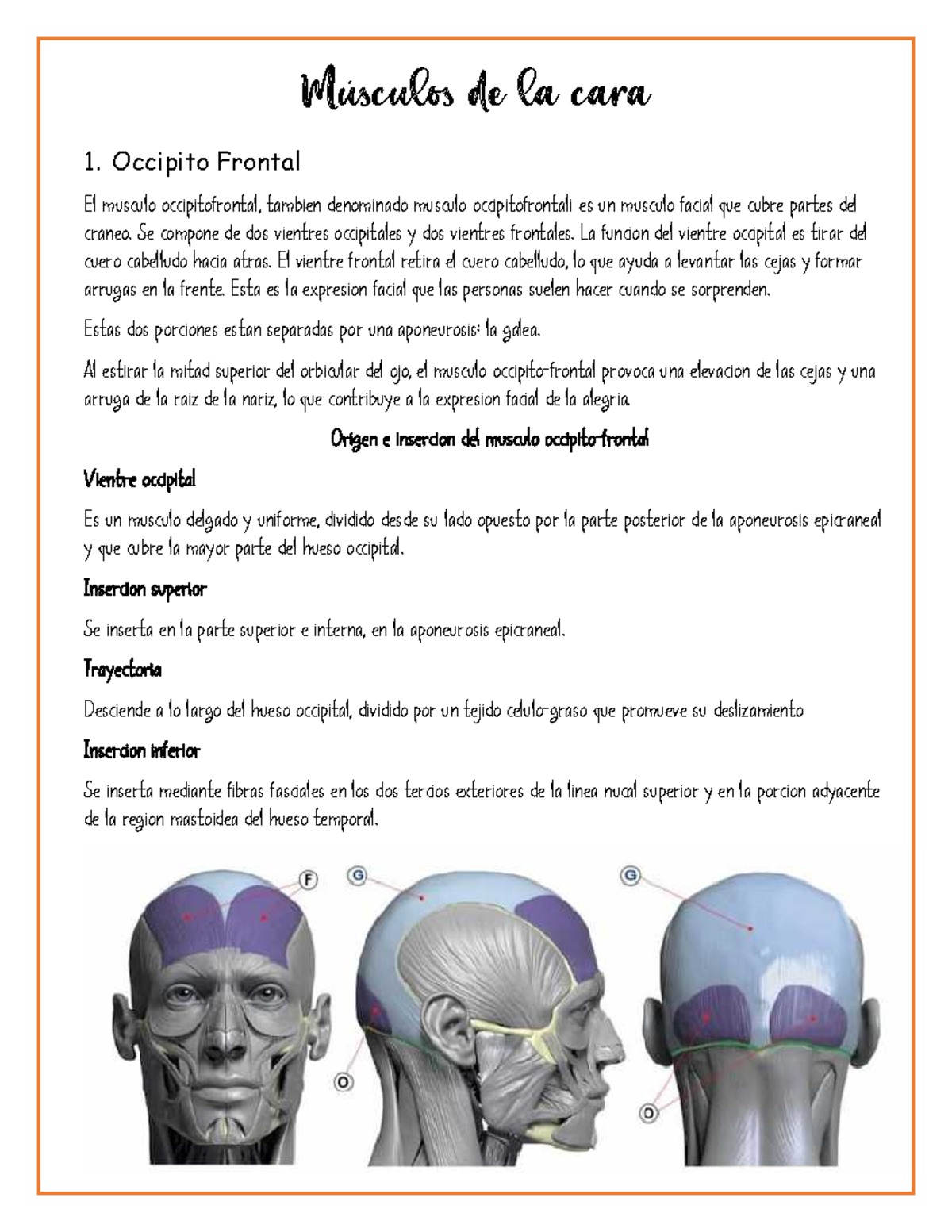 Musculos - descripción de los músculos del cuerpo humano - Músculos de ...