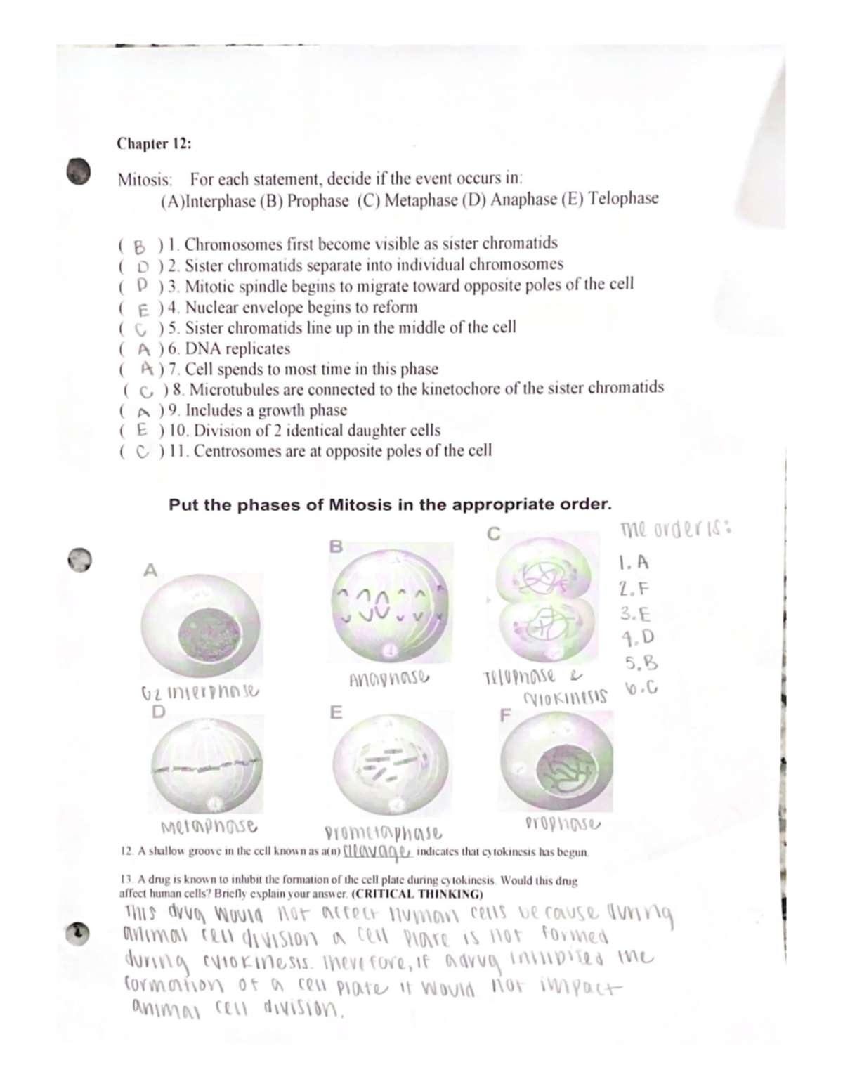 Chapter 12 and 13 Homework Worksheet BIO181 - BIO-181 - GCU - Studocu