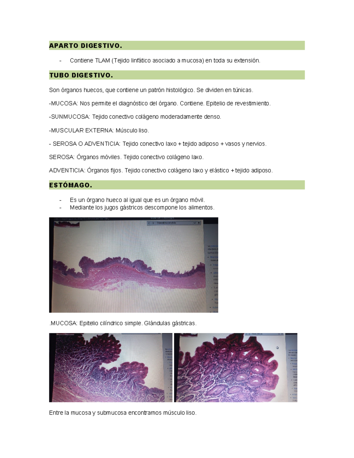 Aparto Digestivo - APARTO DIGESTIVO. - Contiene TLAM (Tejido linfático ...