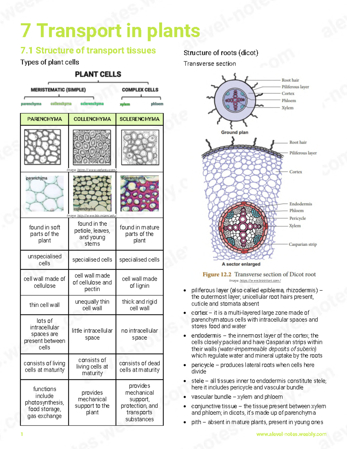 Transport chapter 7 - 7 Transport in plants 7 Structure of transport ...