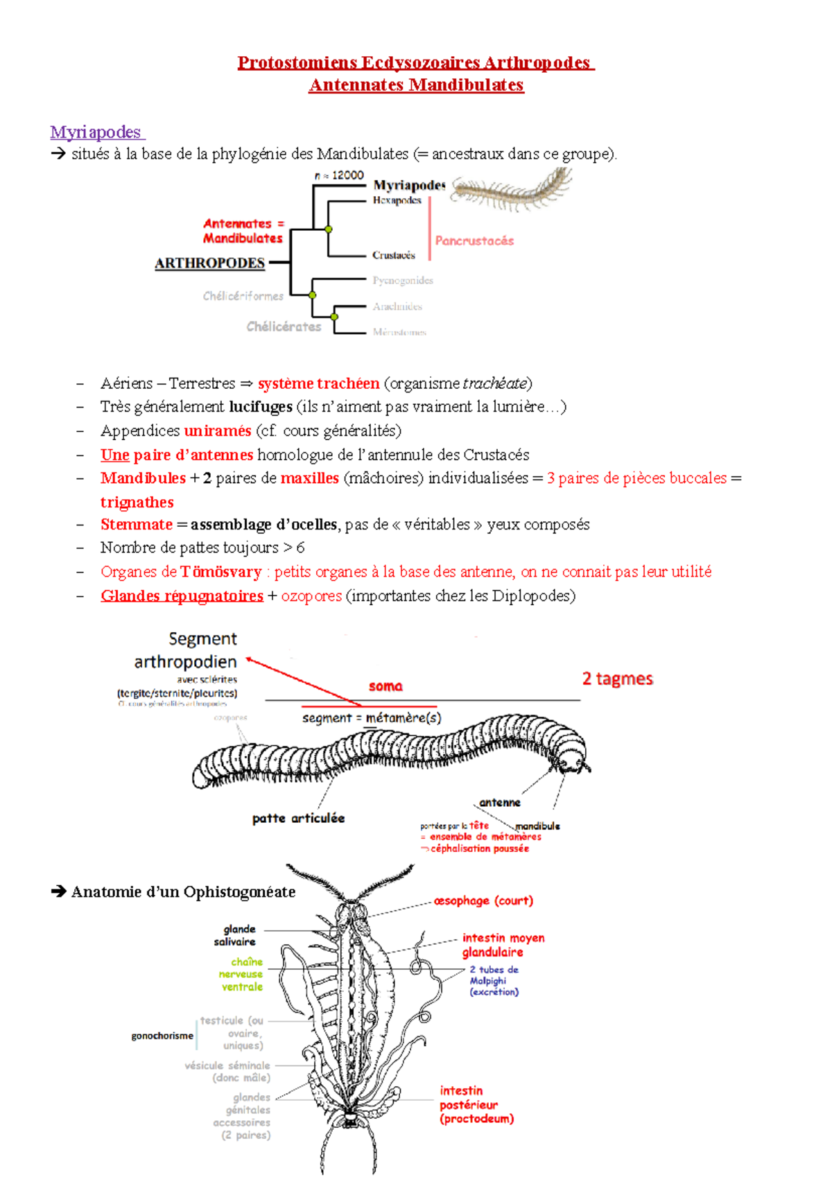 Protostomiens Ecdysozoaires Arthropodes - Protostomiens Ecdysozoaires ...