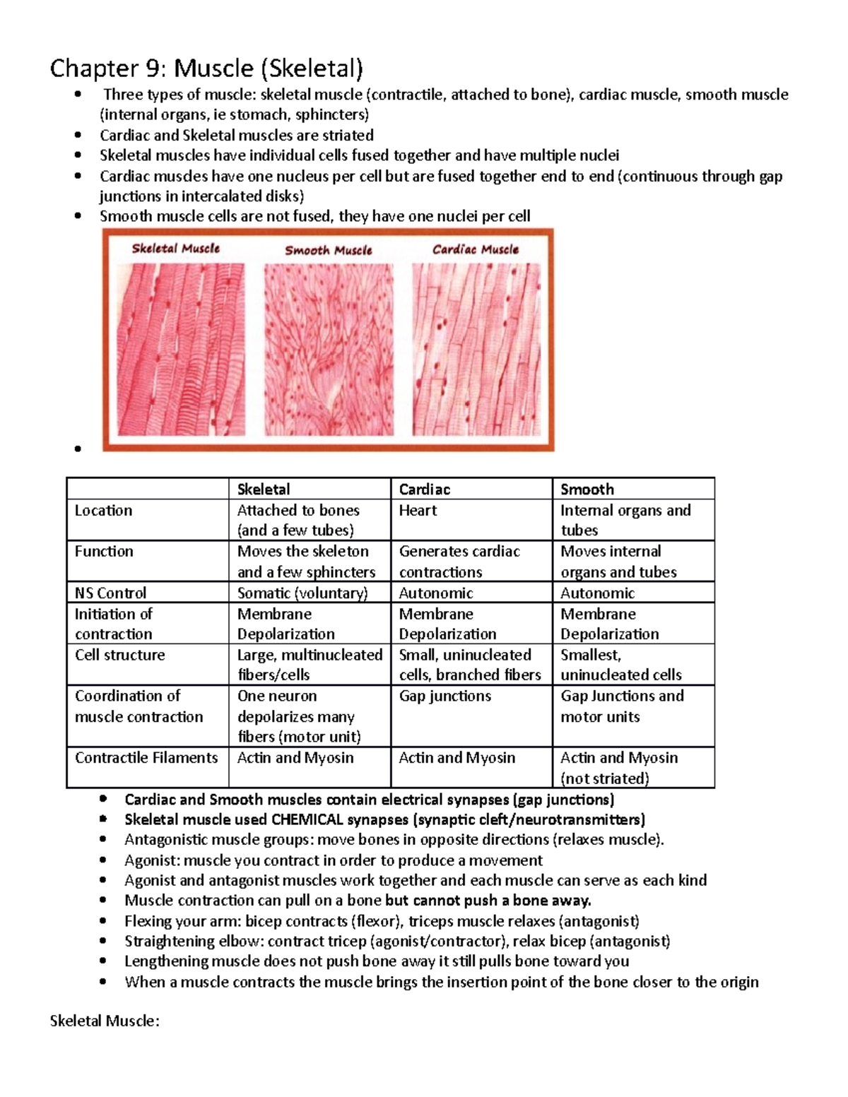 Bio 203 Midterm 2 Material - Chapter 9: Muscle (Skeletal) Three types ...