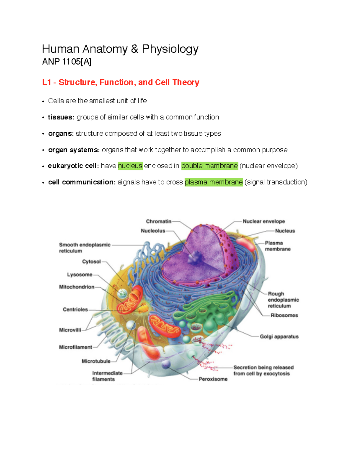 ANP 1105 notes - Human Anatomy & Physiology ANP 1105[A] L1 - Structure ...