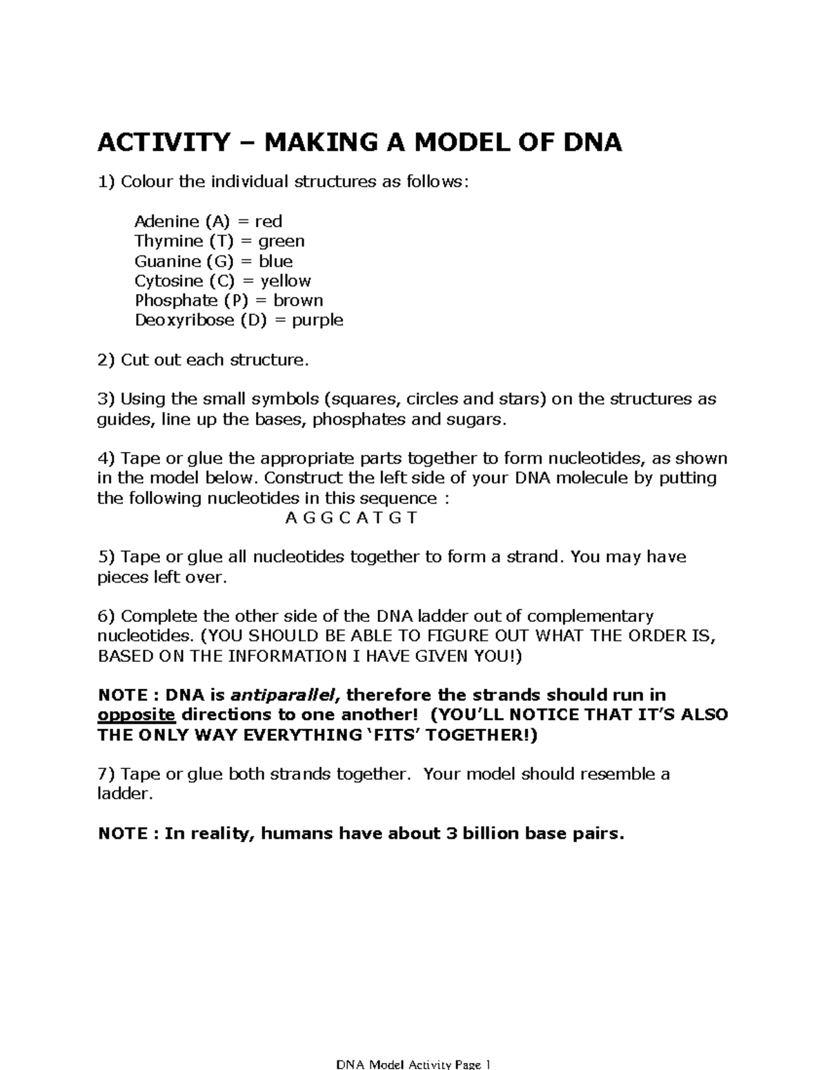 Dna model activity for website - ACTIVITY – MAKING A MODEL OF DNA 1 ...