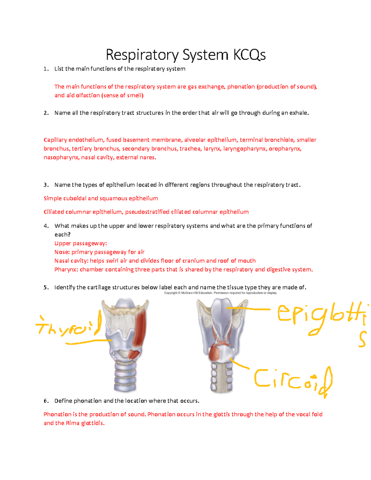 Respiratory Study Guide - Respiratory System KCQs List the main ...