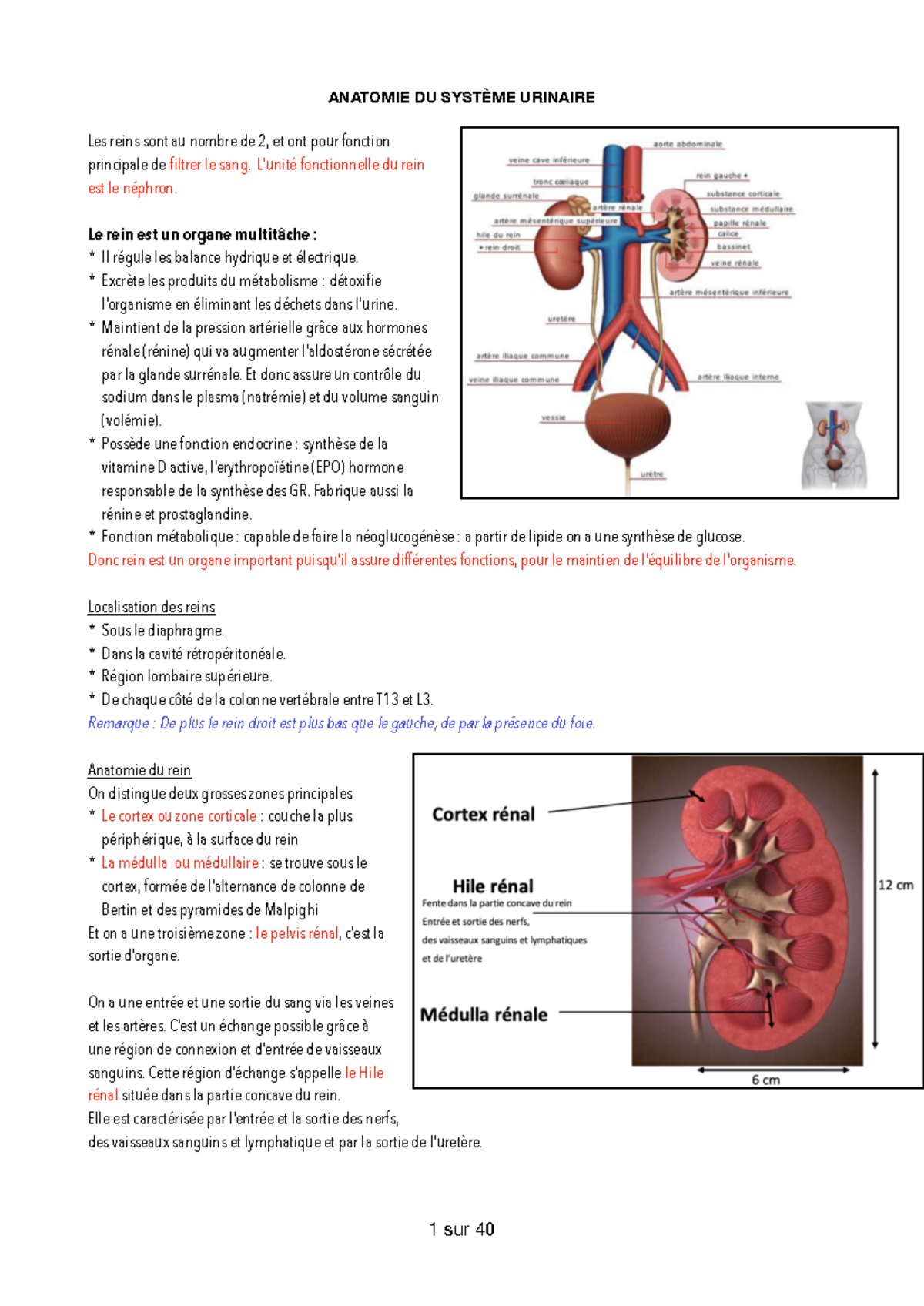PAI fonction rénale - ANATOMIE DU SYSTÈME URINAIRE Les reins sont au ...