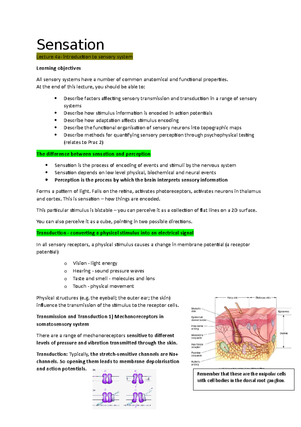 Sensation - Sensation Lecture 4a- introduction to sensory system ...