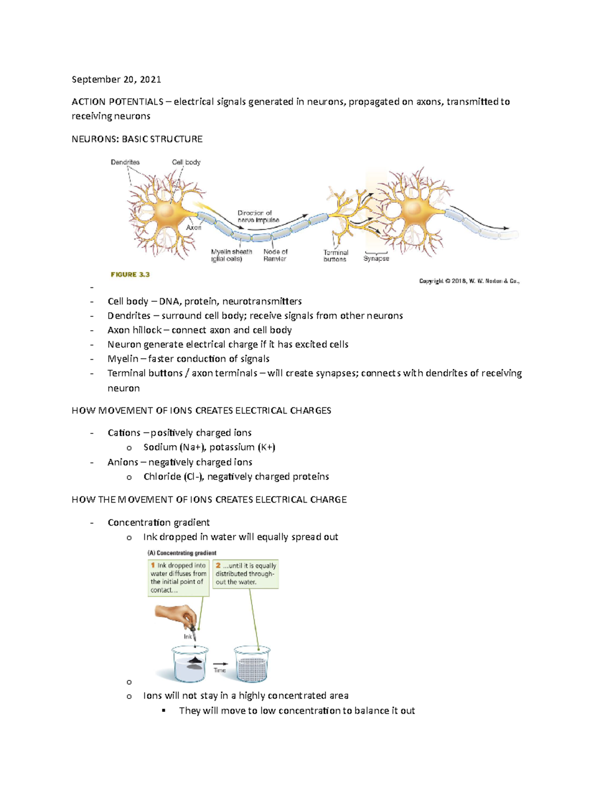 September 20 - action potentials, neurons: basic structure, how ...