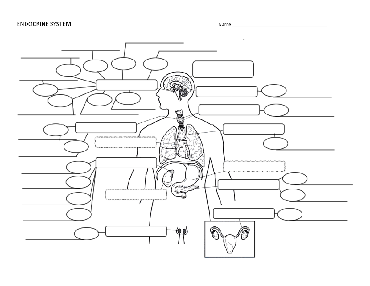 Endocrine Concept Map - nmmmm - Biol 212 - ENDOCRINE SYSTEM Name - Studocu