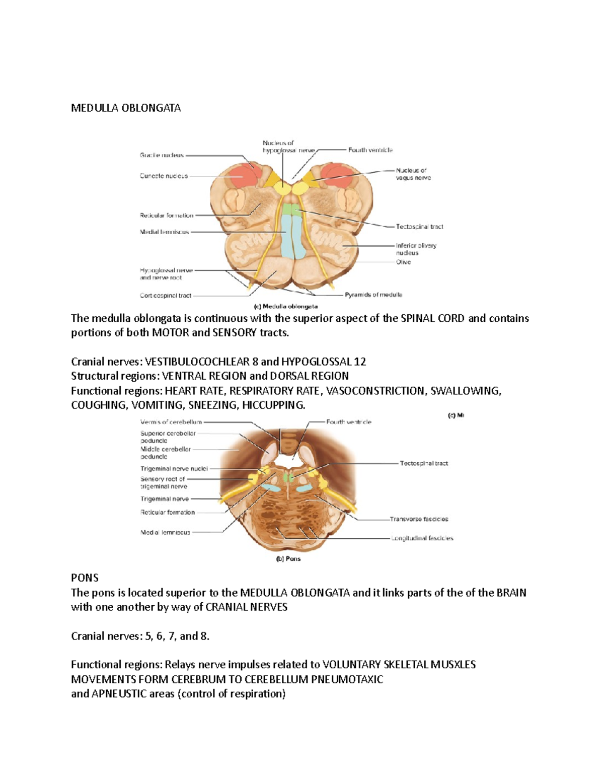 WEEK 4 Assignment - chapter outline - MEDULLA OBLONGATA The medulla ...