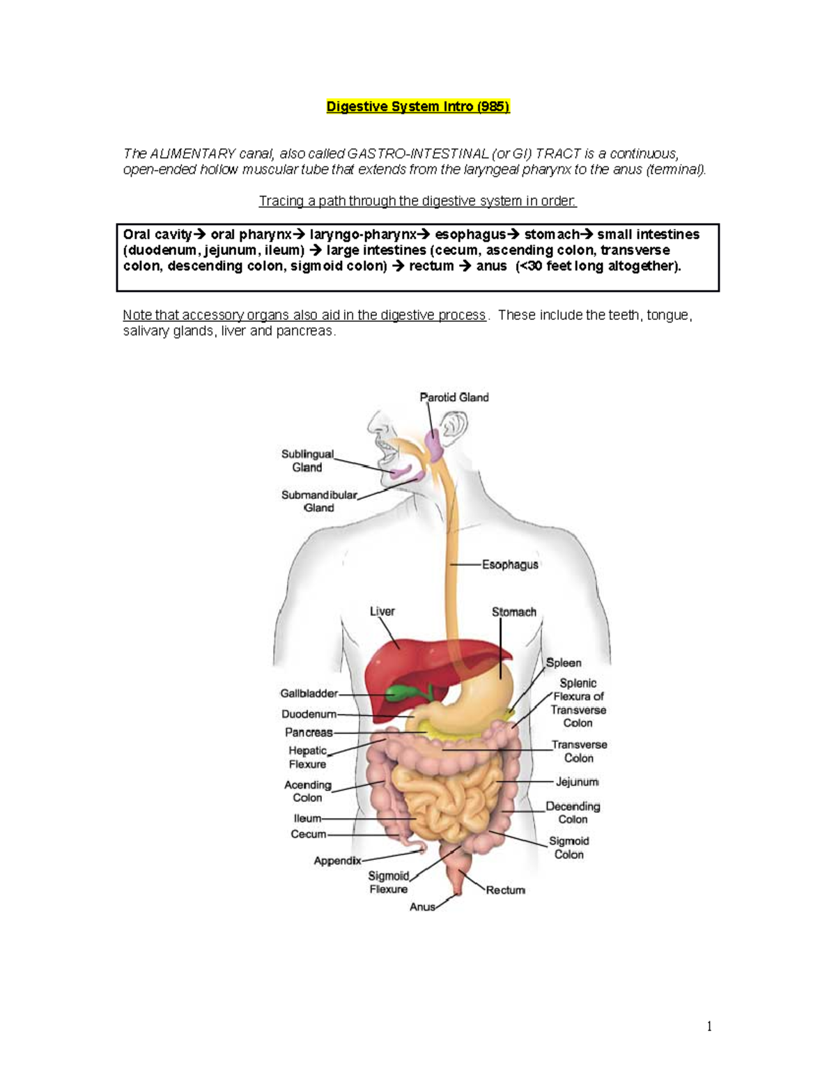 Digestive Overview 985 F19 - Digestive System Intro (985) The ...