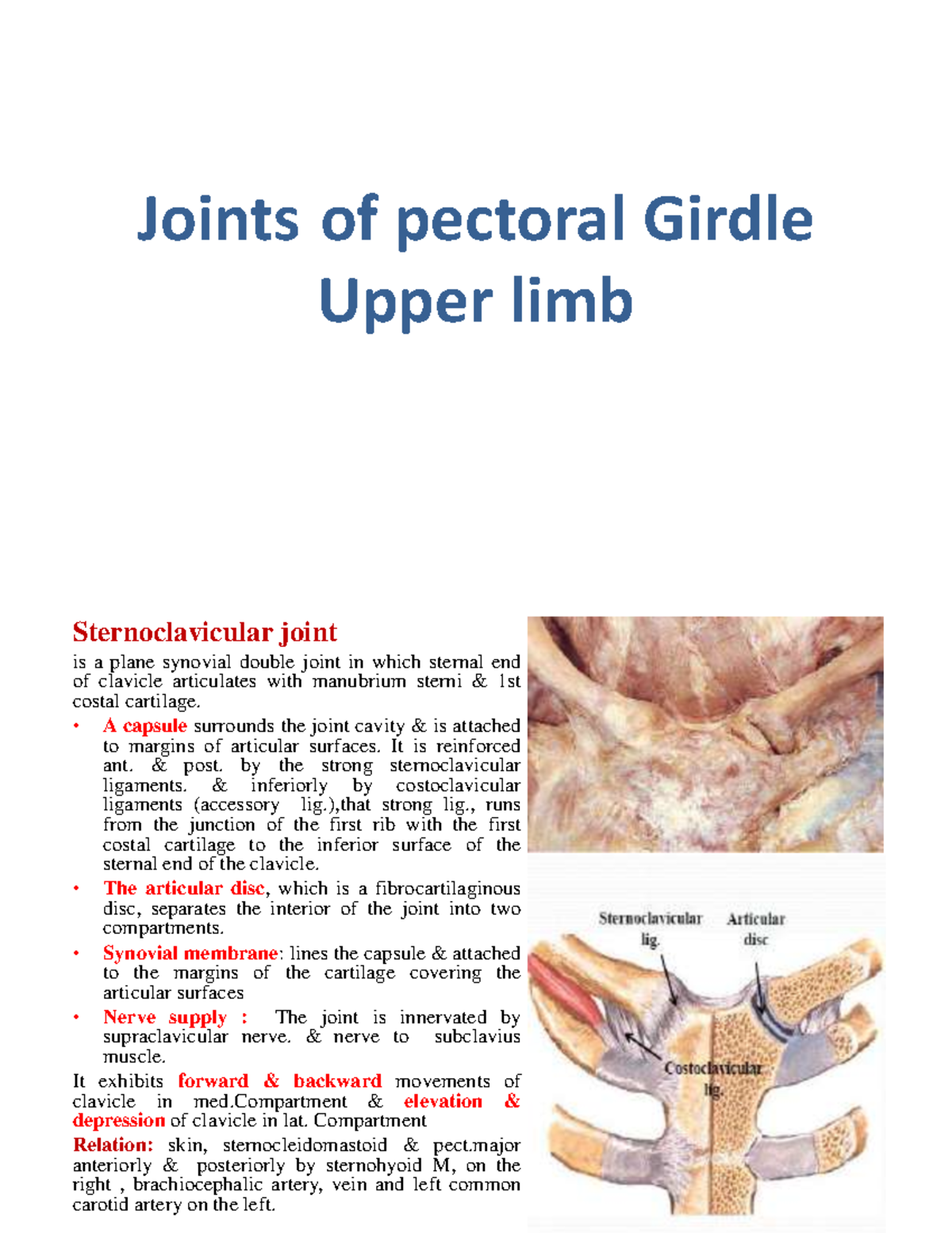 Joints of pectoral Girdle - Joints of pectoral Girdle Upper limb ...