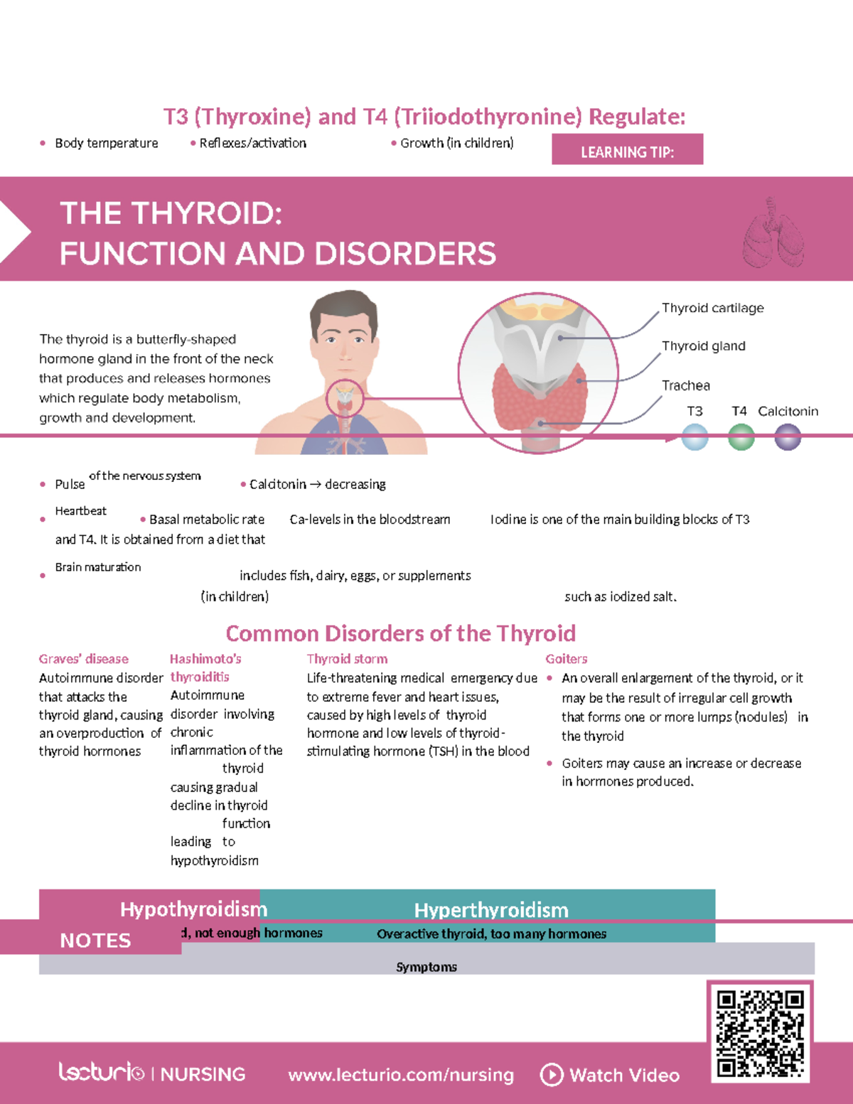 Nursing CS The-Thyroid-Function-and-Disorders 04 - T3 (Thyroxine) and ...