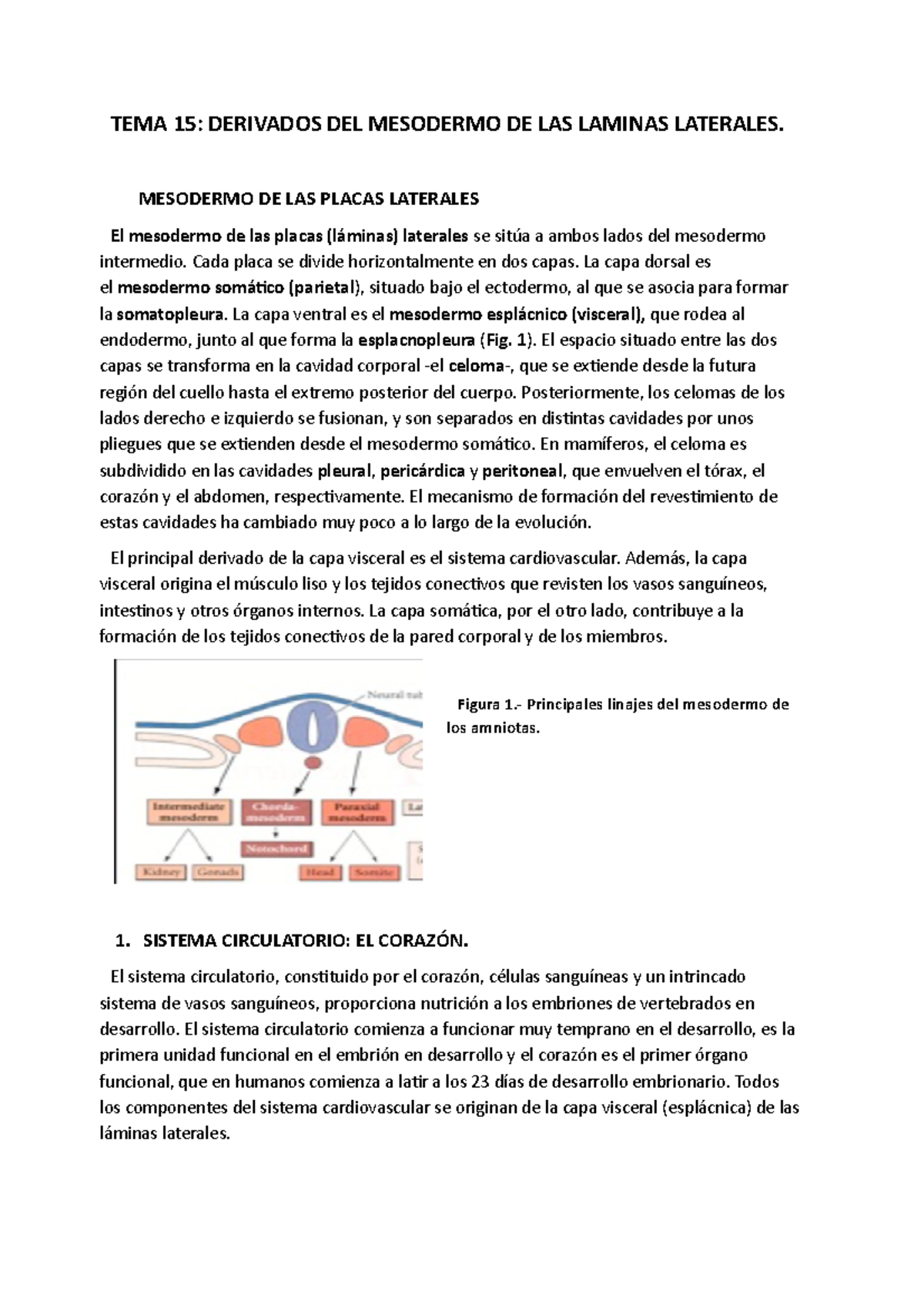 Lección Tema 15 - apuntes - TEMA 15: DERIVADOS DEL MESODERMO DE LAS ...