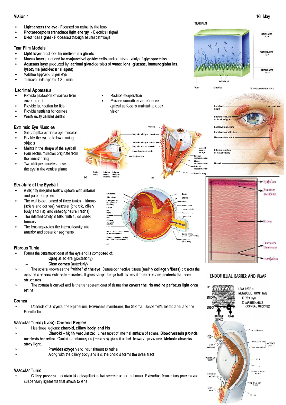 Vision 1 - Vision 1 10. May Light enters the eye - Focused on retina by ...