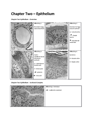 Hartspierweefsel - Opbouw van een hartspiercel Actine- en ...