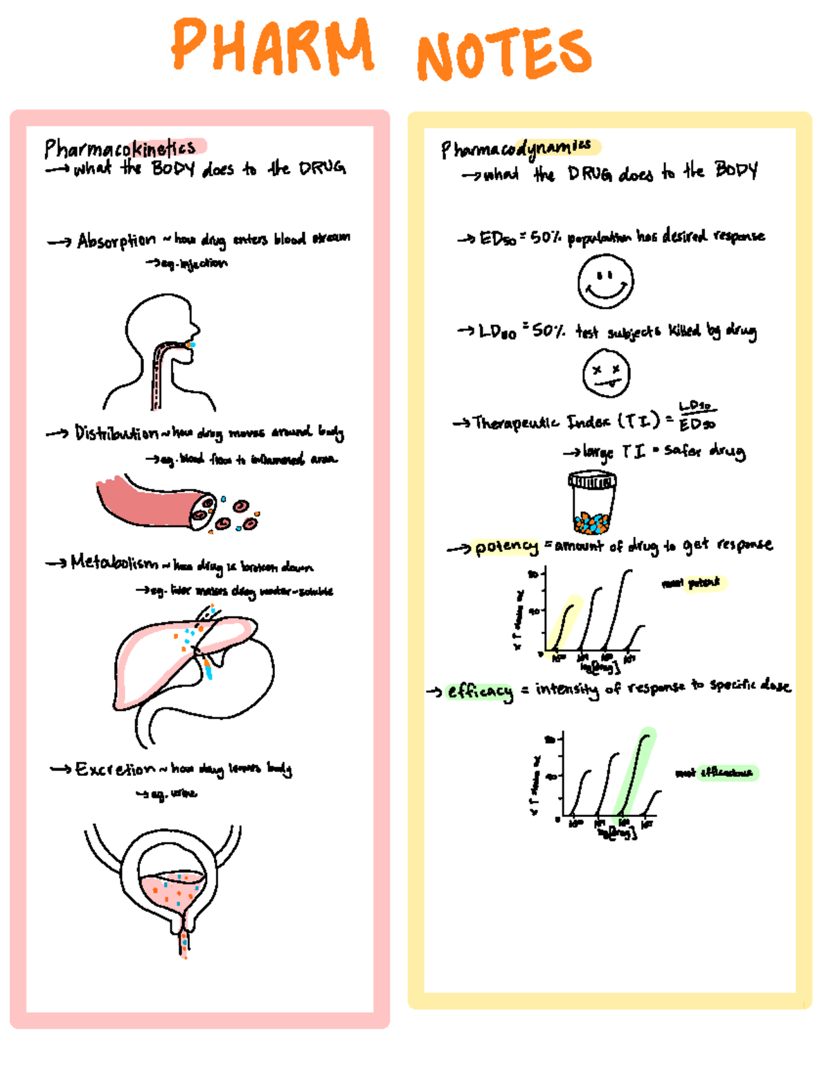 Pharmacology Mechanisms 2 - PHARM NOTES Pharmacokinetics ...