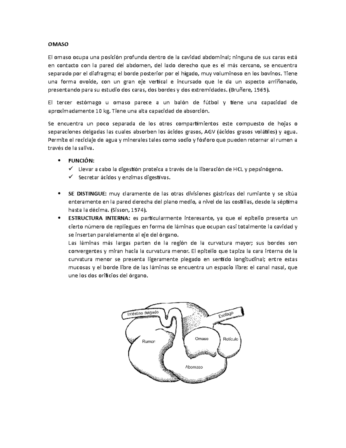 Omaso Y Abomaso en bovinos machos - OMASO El omaso ocupa una posición ...