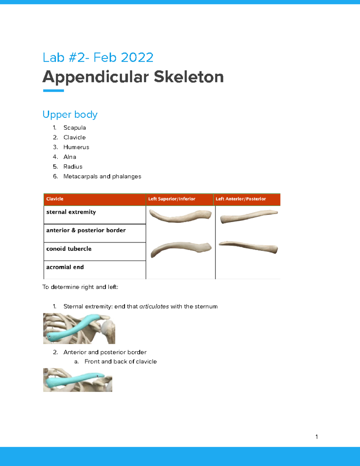 Lab #2- Appendicular Skeleton - Lab #2- Feb 2022 Appendicular Skeleton ...