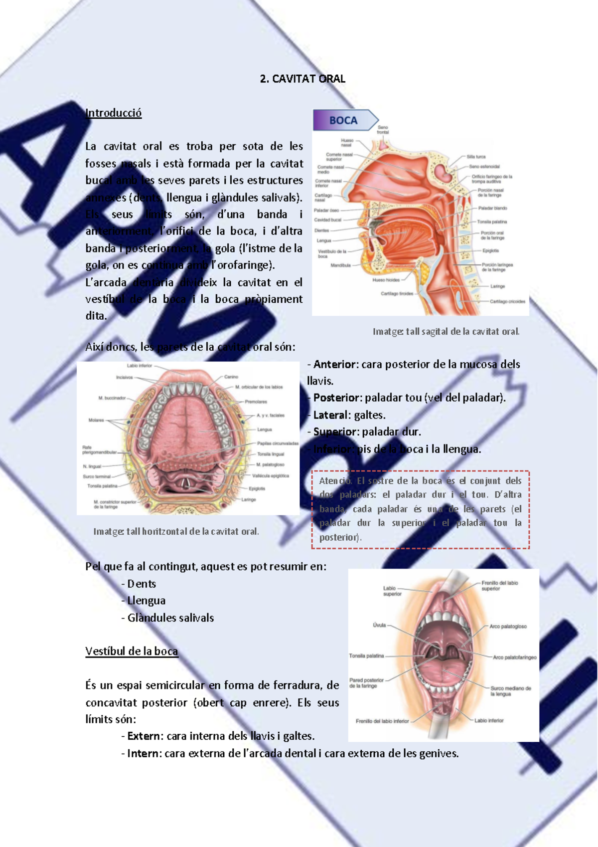 AD_Cavitat_Oral_1 - 2. CAVITAT ORAL Introducció La cavitat oral es ...