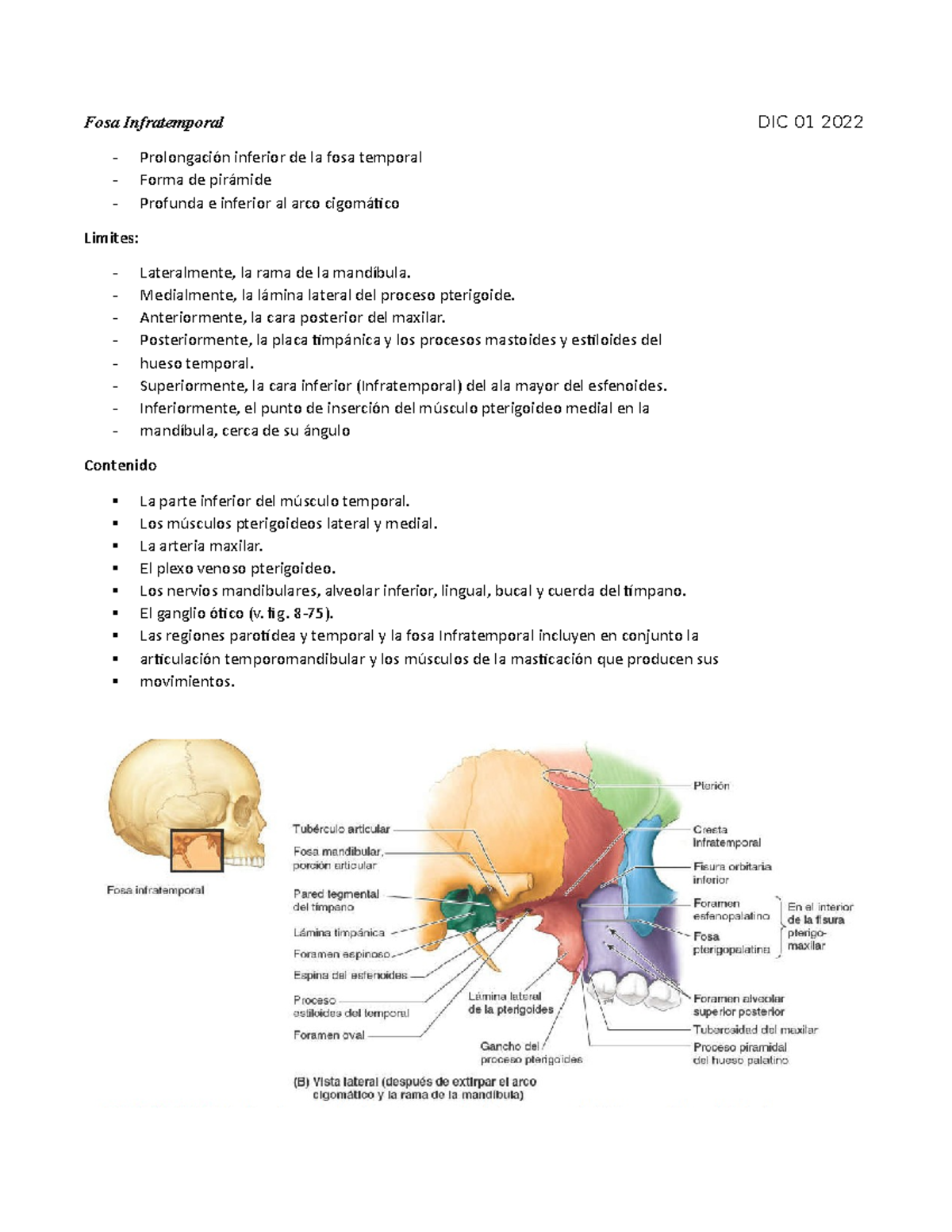 Fosa Infratemporal - Medialmente, la lámina lateral del proceso ...