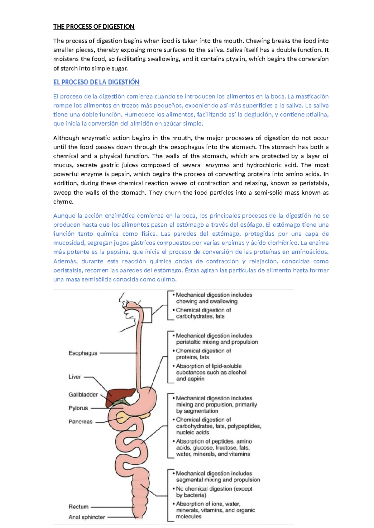 Ud3 tema 9 Digestive System - THE PROCESS OF DIGESTION The process of ...