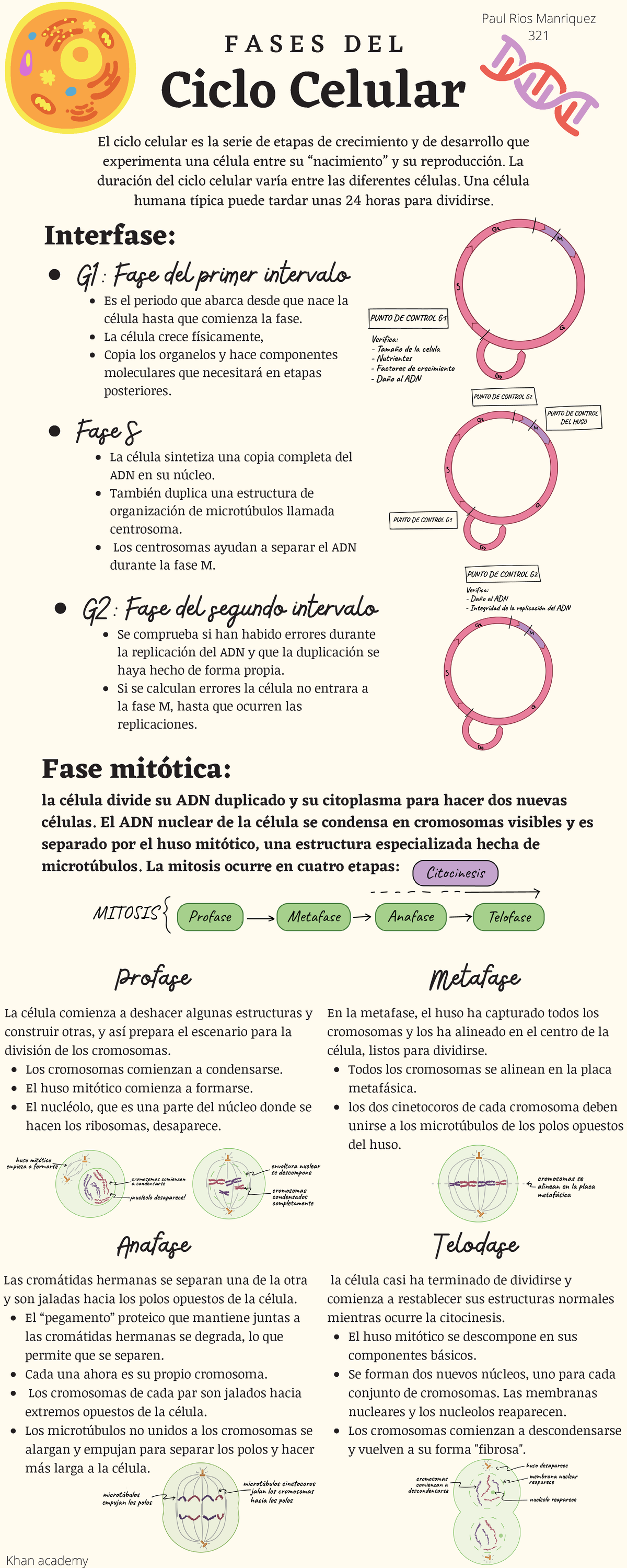 Fases del ciclo celular y sintesis proteica - Es el periodo que abarca ...