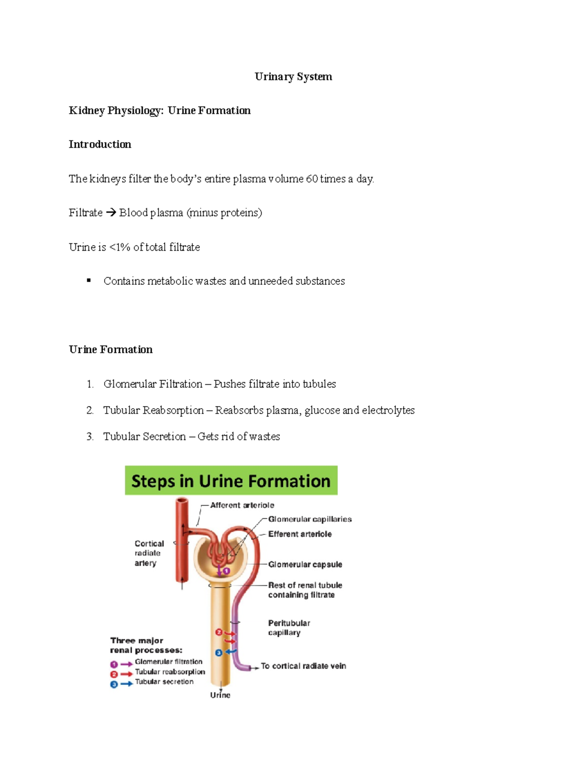 Urinary System - Filtrate Blood plasma (minus proteins) Urine is of ...