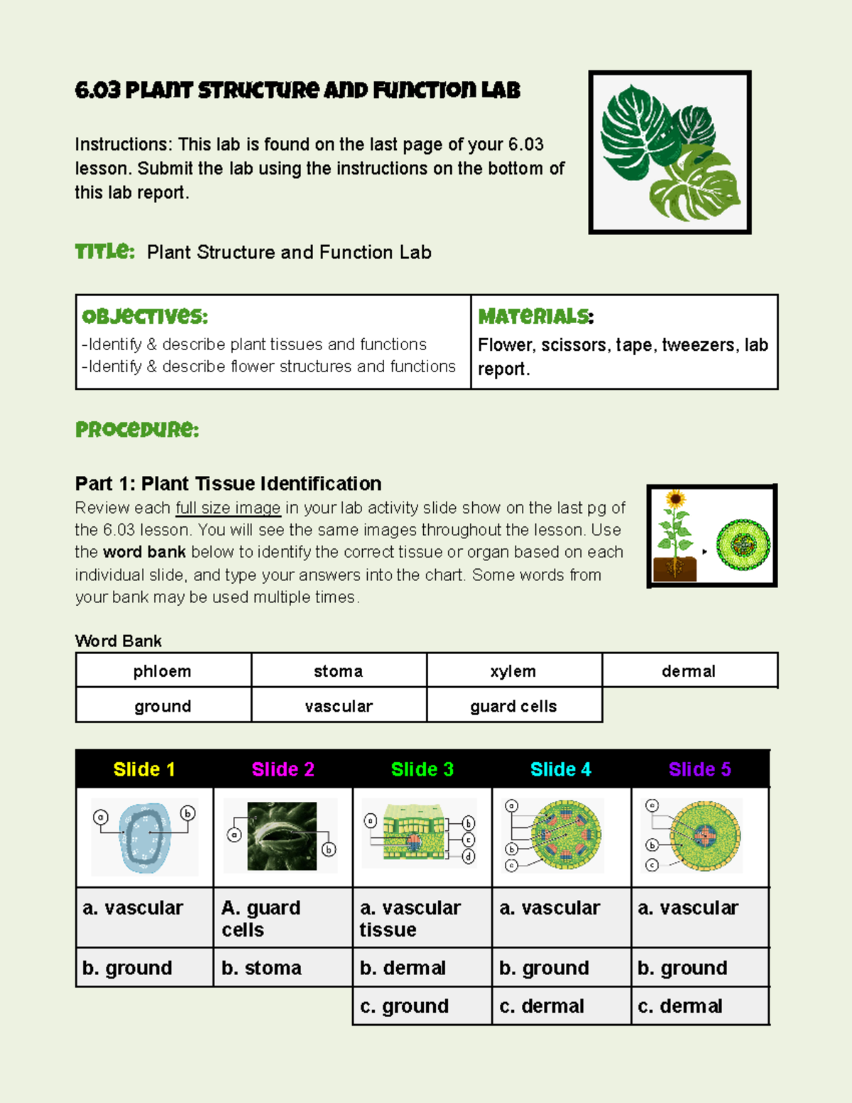 Copy of 6 03 lab report template-v23-2 - 6 Plant Structure and Function ...
