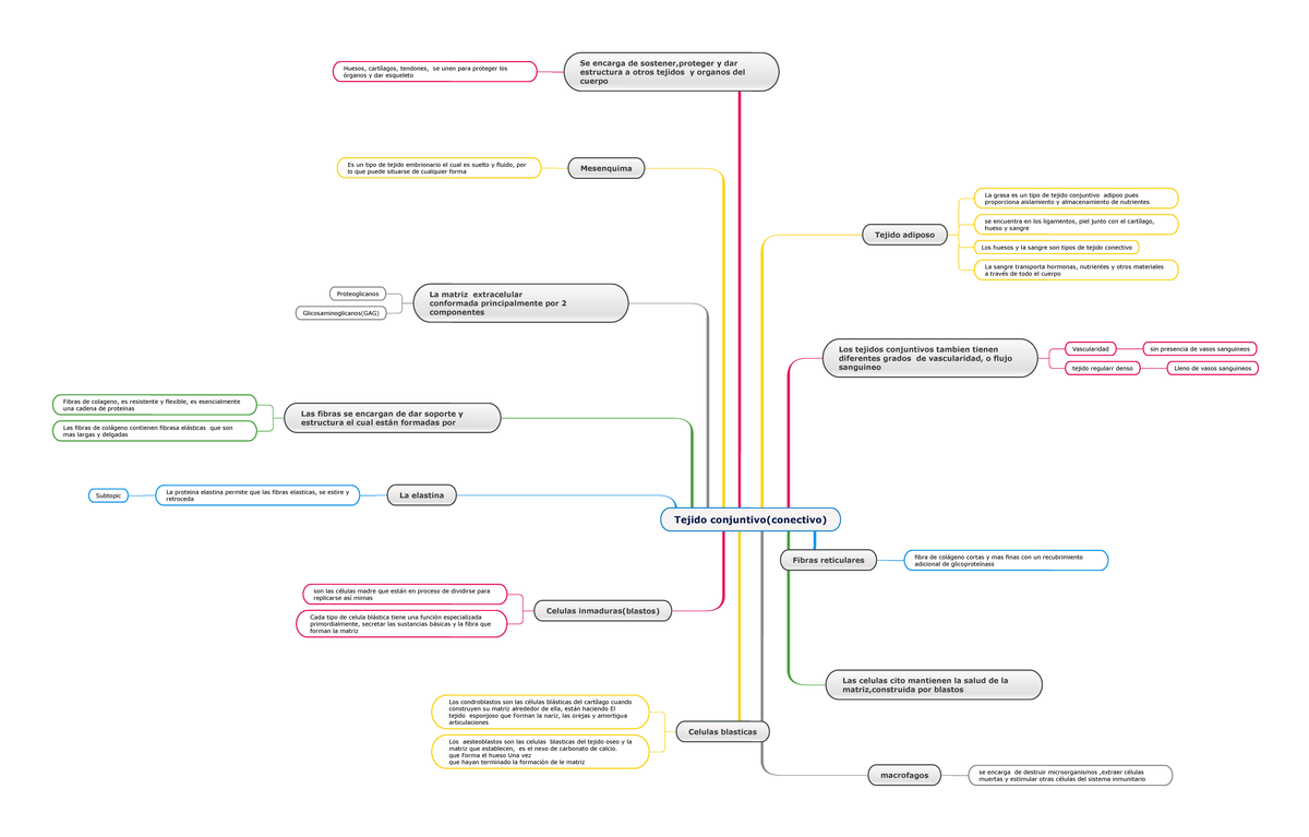 Tejido conjuntivo - que Forma el hueso Una vez que hayan terminado la ...