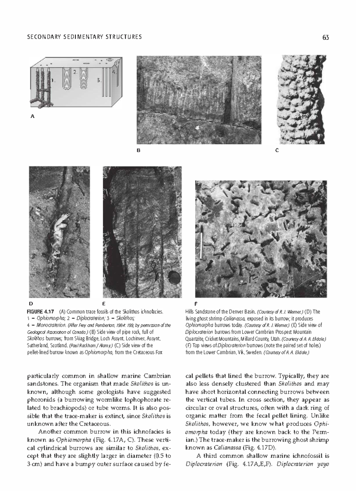 Sedimentary Geology ( PDFDrive )-9 - SECONDARY SEDIMENTARY STRUCTURES 4 ...