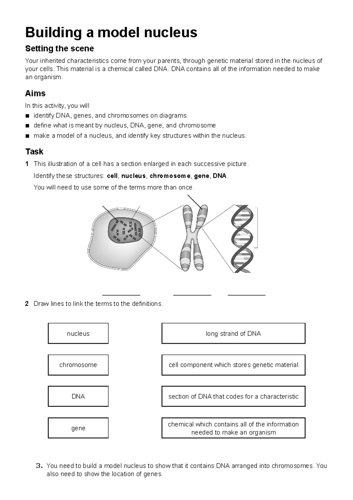 10.4.1 Building DNA Model Worksheet NRM - Building a model nucleus ...