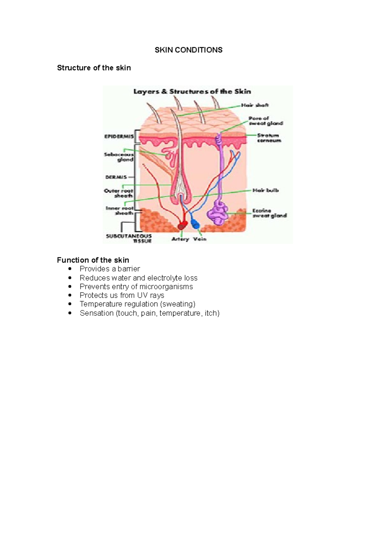 SKIN Conditions - notes - SKIN CONDITIONS Structure of the skin ...