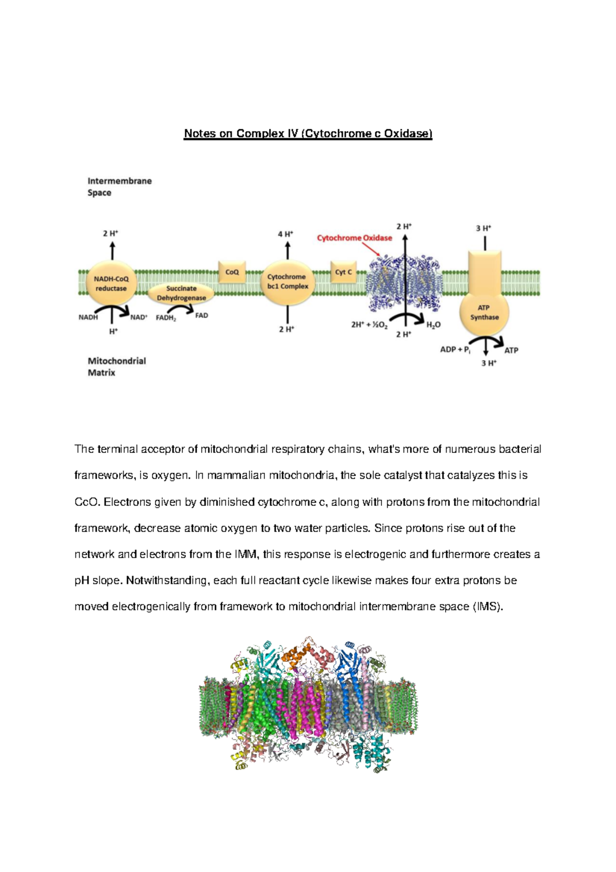 Notes on Complex IV (Cytochrome c Oxidase) - In mammalian mitochondria ...