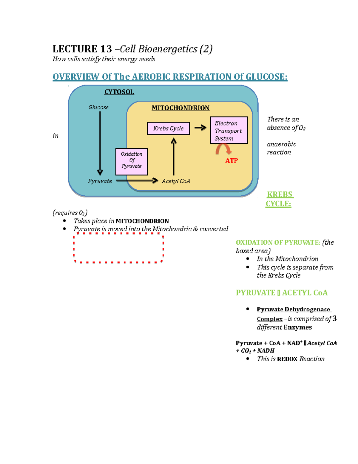 Lecture 13 notes - LECTURE 13 –Cell Bioenergetics (2) How cells satisfy ...