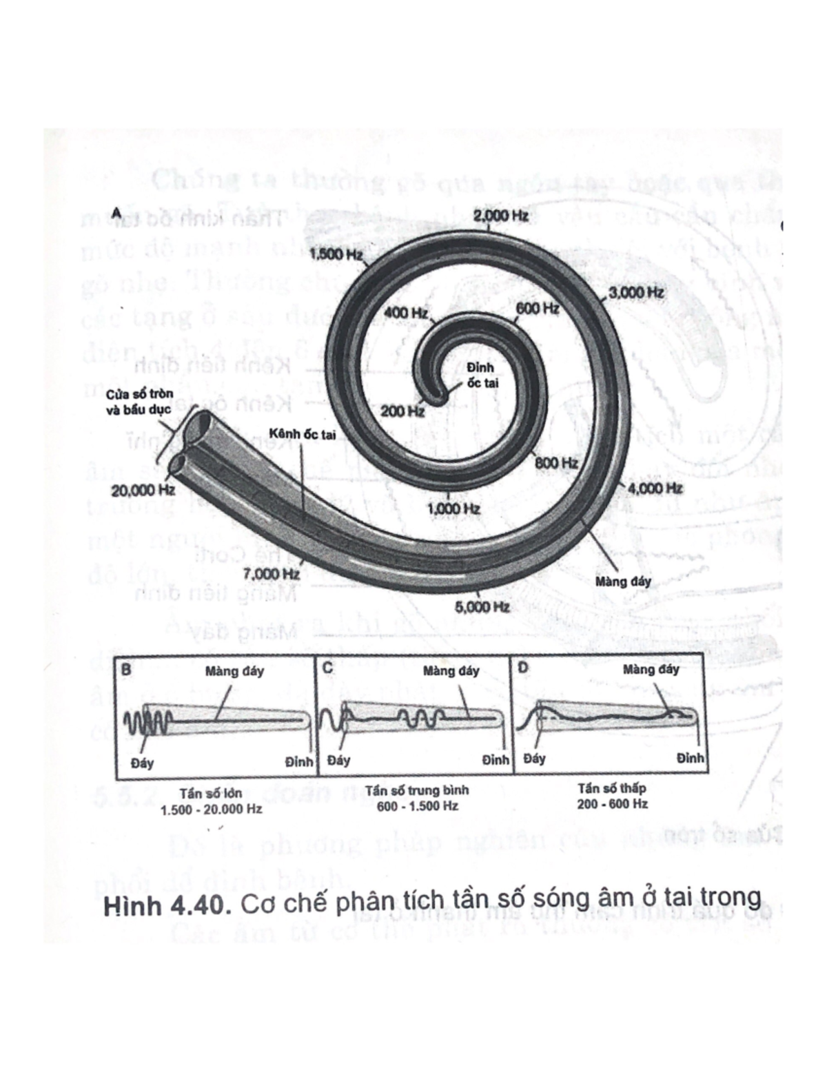 2,000 Hz - S1.4 - Module S1.4 - Cơ sở Vật lý của các hoạt động sống và ...