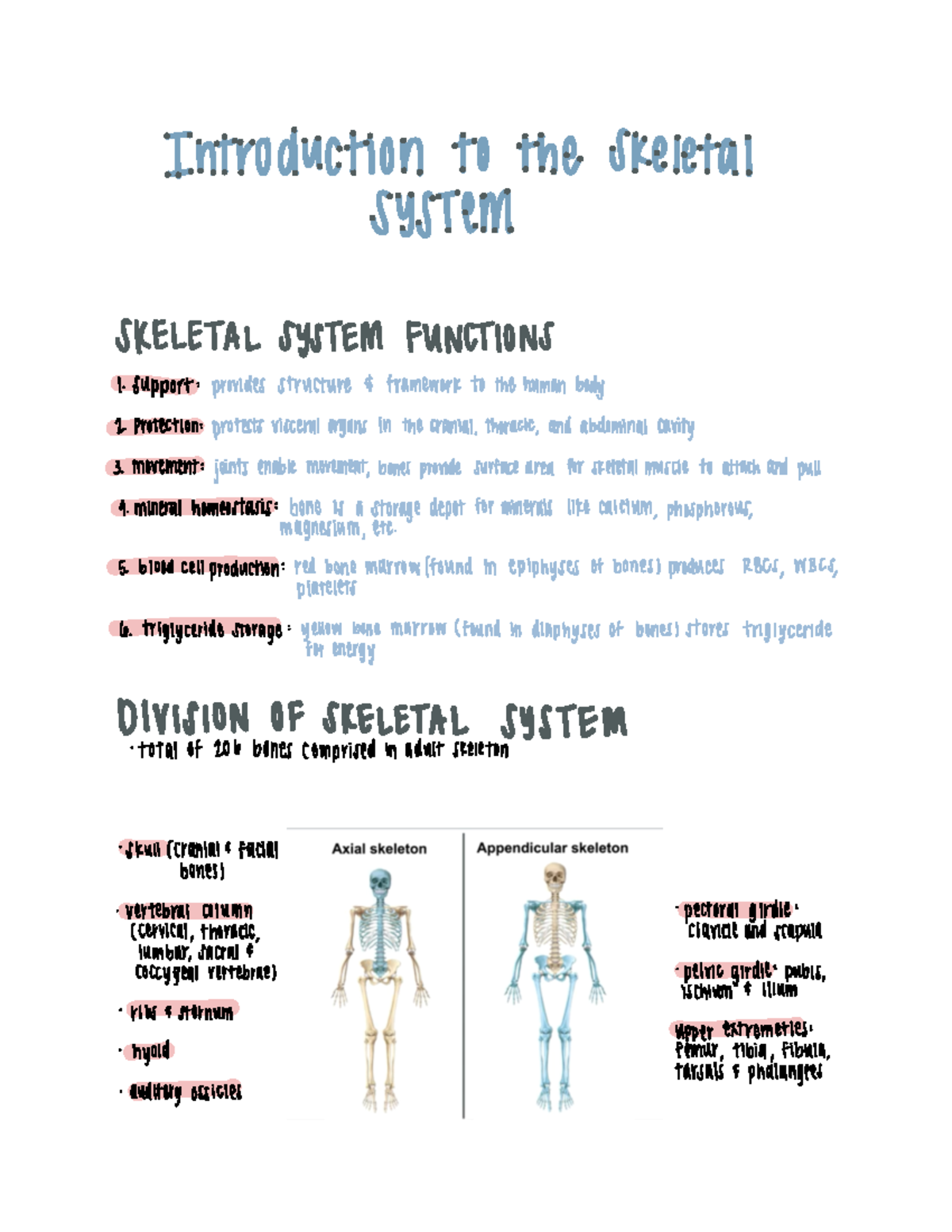 Anatomy Quiz L7 Notes - ANA123 - Studocu